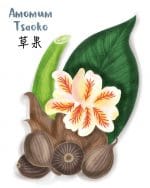 14 Essential Chinese Spices - Egg Wan's Food Odyssey